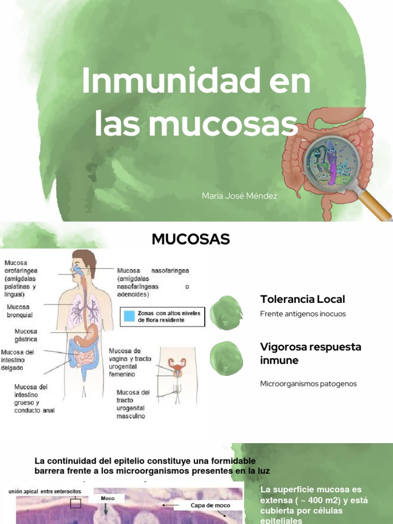 Inmunidad en Las Mucosas | PDF | Sistema inmune | Membrana mucosa