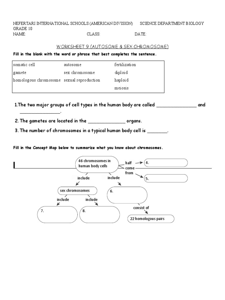 Worksheet 9 Autosomes And Sex Chromosome Pdf Ploidy Chromosome