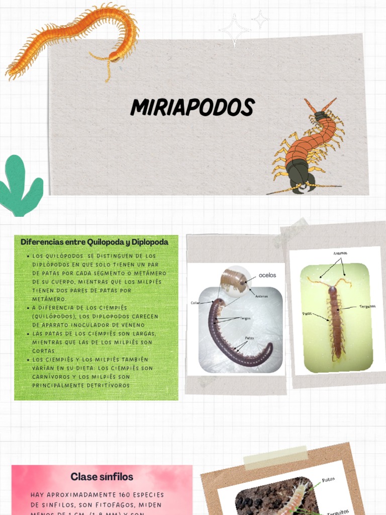 Miriapodos (Quilopoda, Diplopoda, Symphyla y Pauropoda) (1) | PDF
