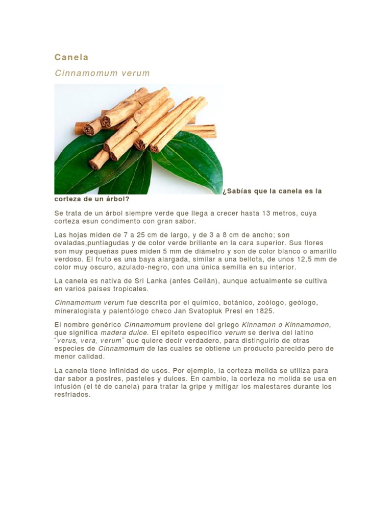 Origen y usos de la canela | PDF