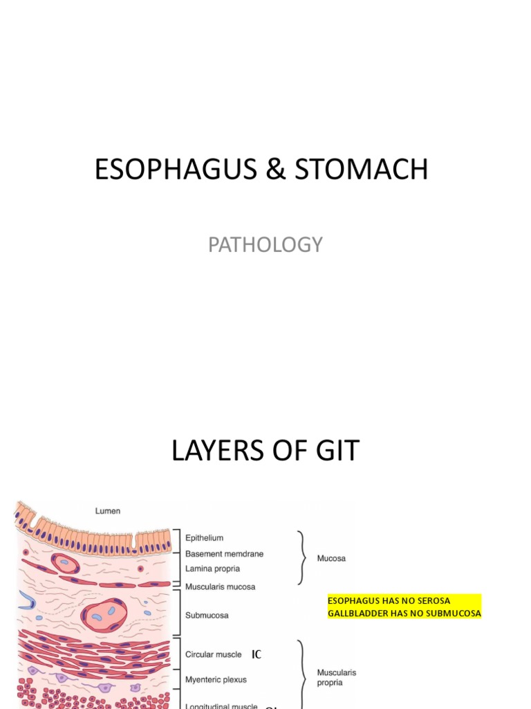 GIT Pathology | PDF | Science & Mathematics