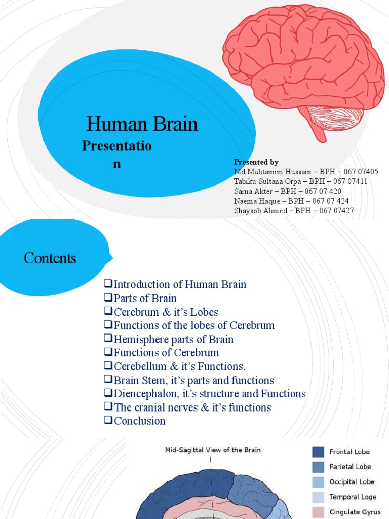 Human Brain | PDF