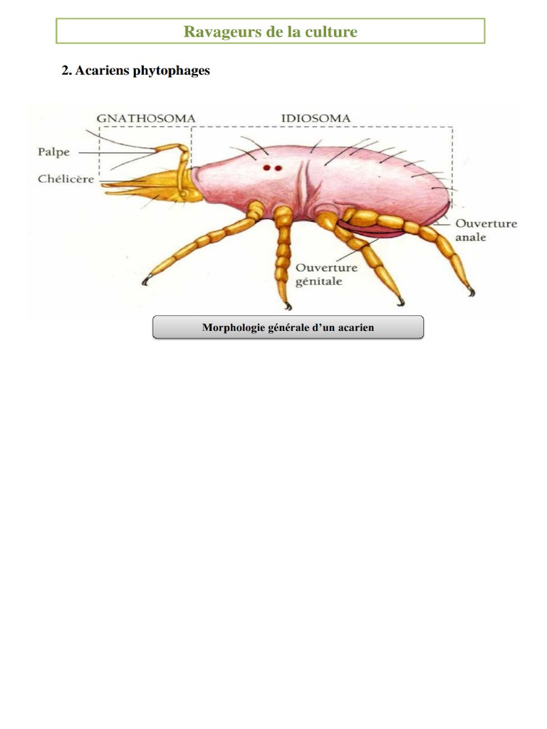 Acariens | PDF