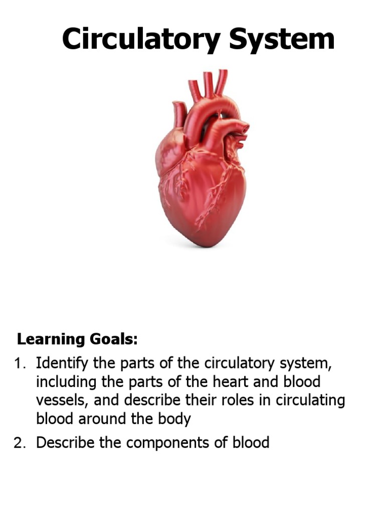 Circulatory System Slides | PDF