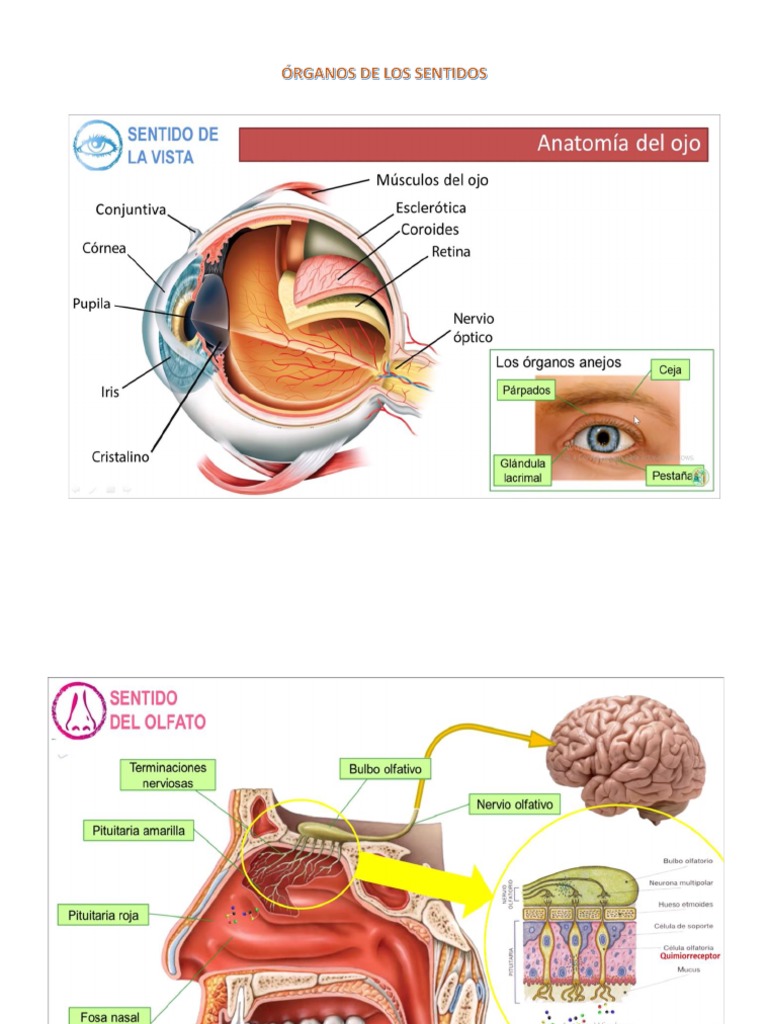 Organos de Los Sentidos | PDF