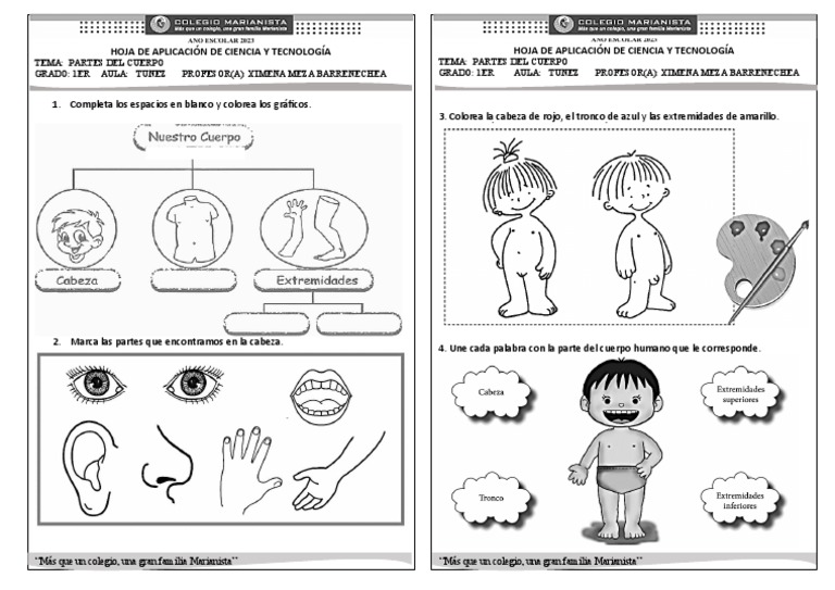 Ficha Partes Del Cuerpo Pdf