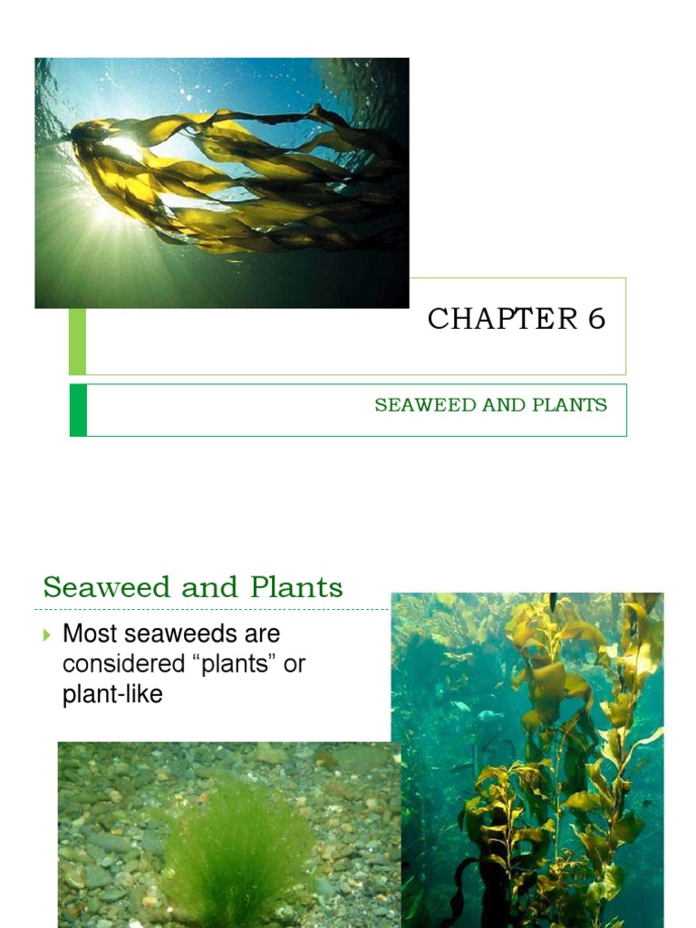 Chapter6 Seaweed 160330120457 | PDF | Algae | Seaweed