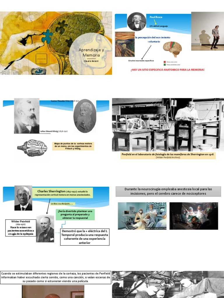 Neurociencia Del Aprendizaje Y Memoria Pdf Memoria Cebado