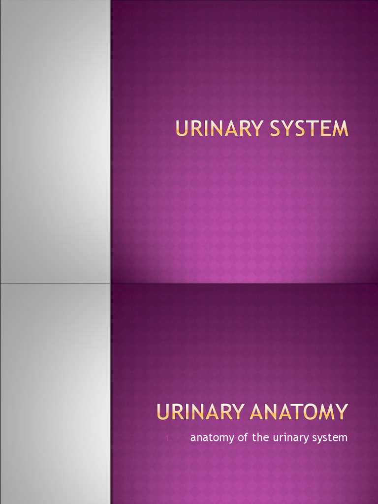 Urinary System | PDF