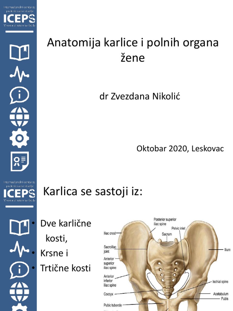 Anatomija Karlice I Polnih Organa Zene DR Zvezdana Nikolic | PDF