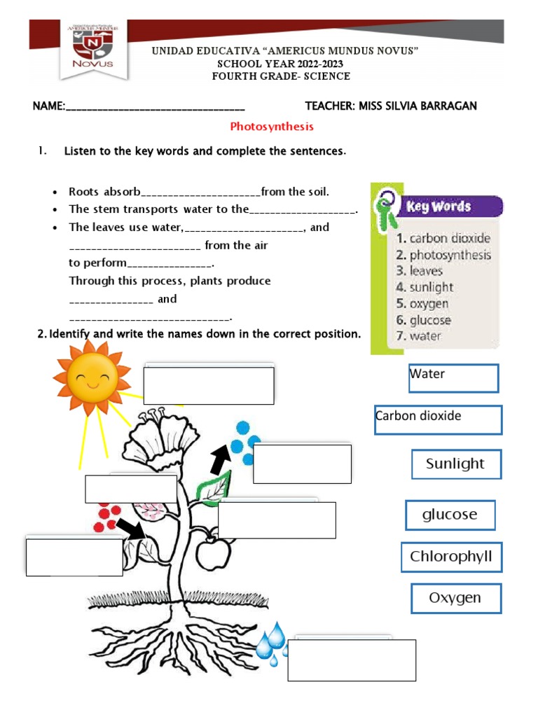 Photosynthesis Homework 2 | PDF
