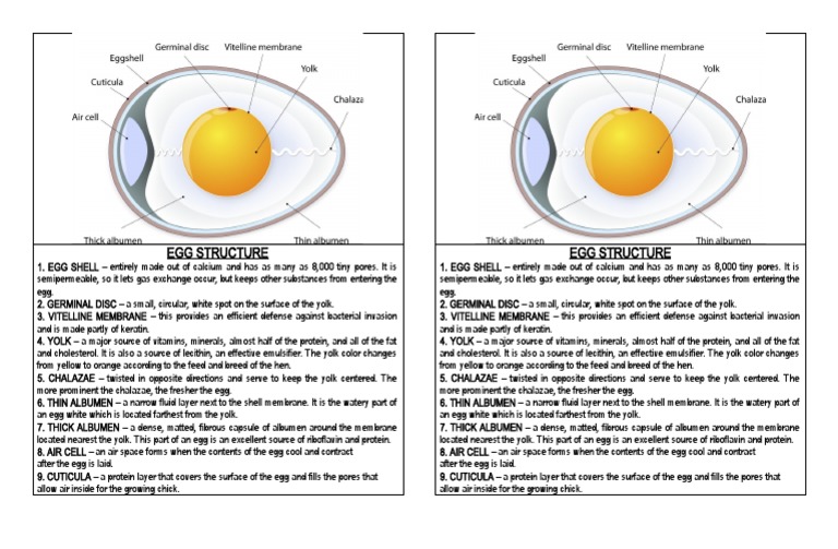 Handouts On Egg Structure | PDF