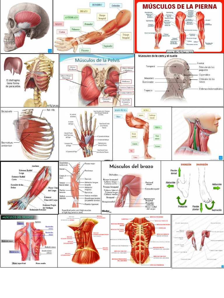 Imprimir Musculos | PDF