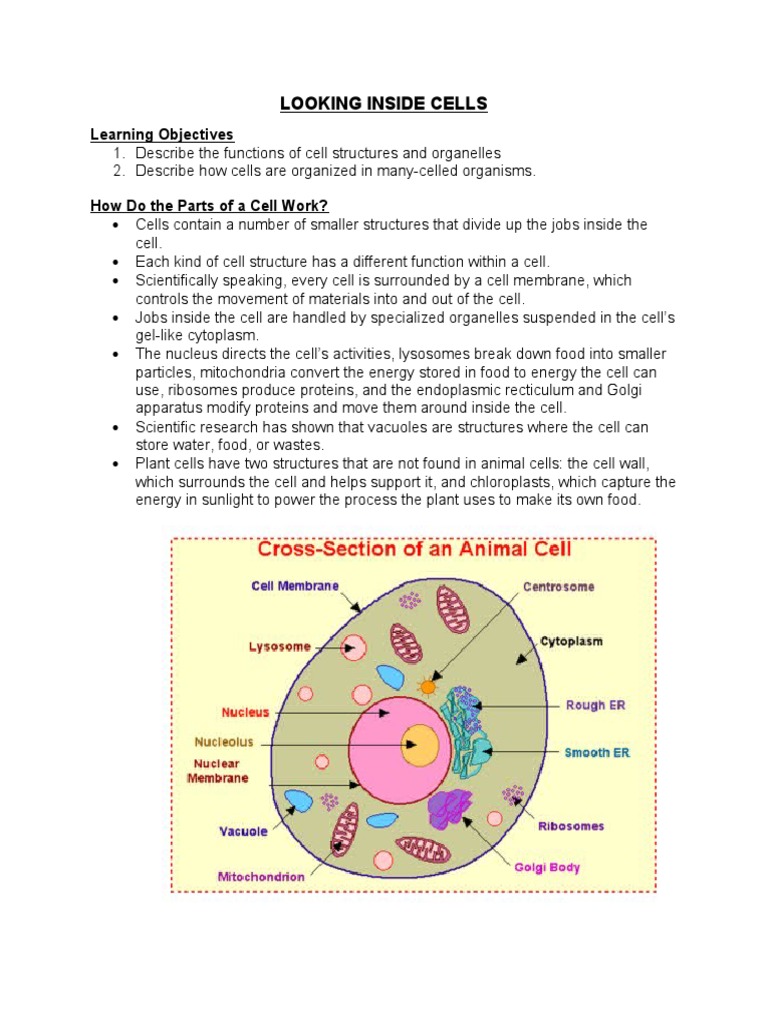 Looking Inside Cells - Gr7 | PDF