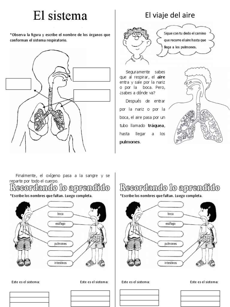 Ficha del Sistema Respiratorio para Niños | PDF