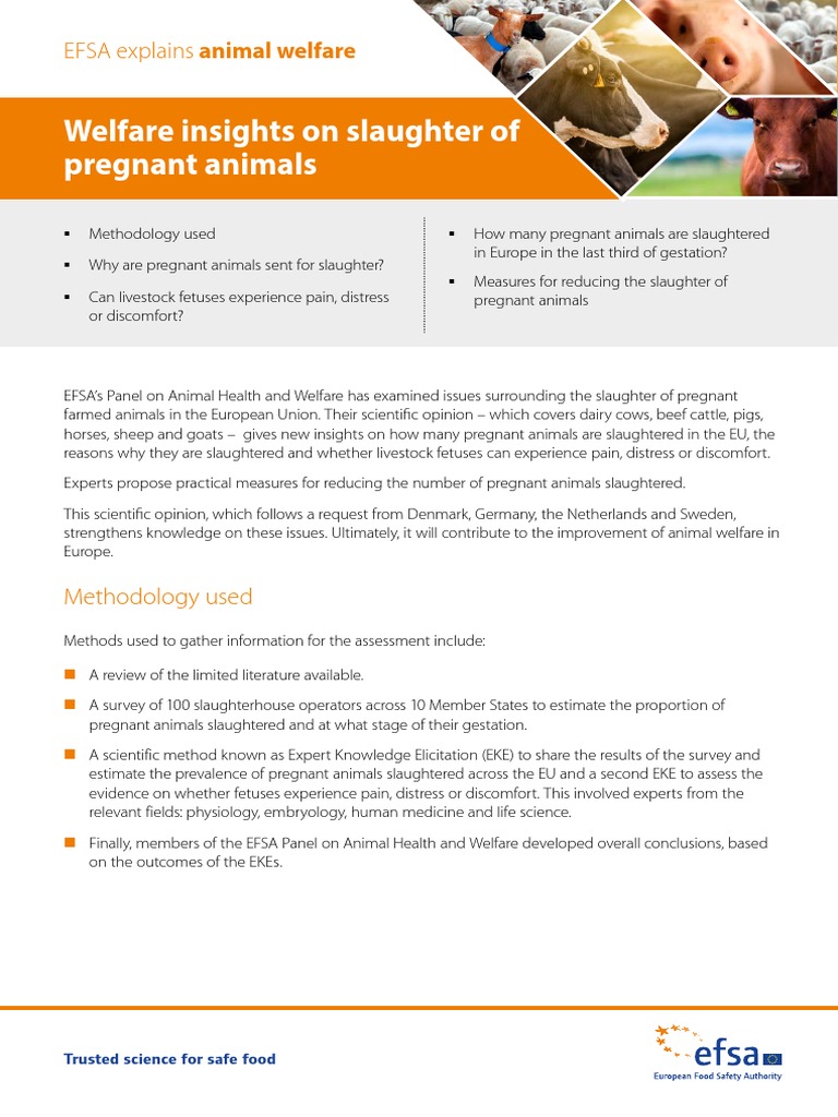 Animal Welfare Slaughter 170530 | PDF | Animal Welfare | Animal Slaughter