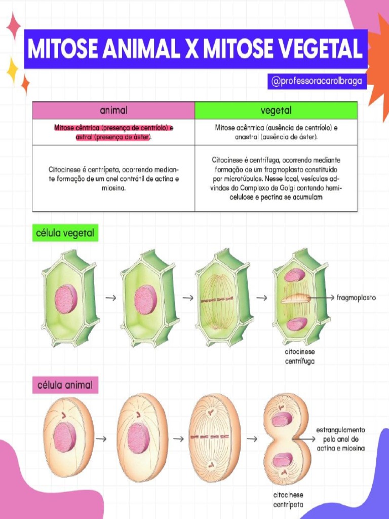 #144 - Mitose Animal X Mitose Vegetal | PDF