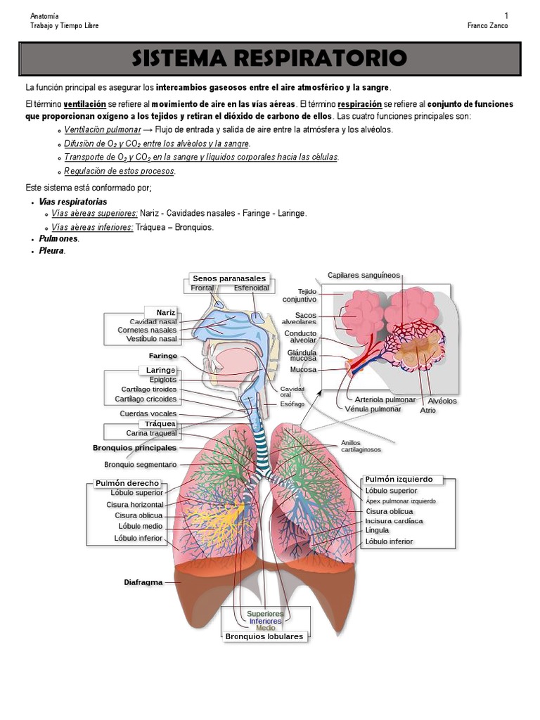 (4) Anatomía - Sistema Respiratorio | PDF