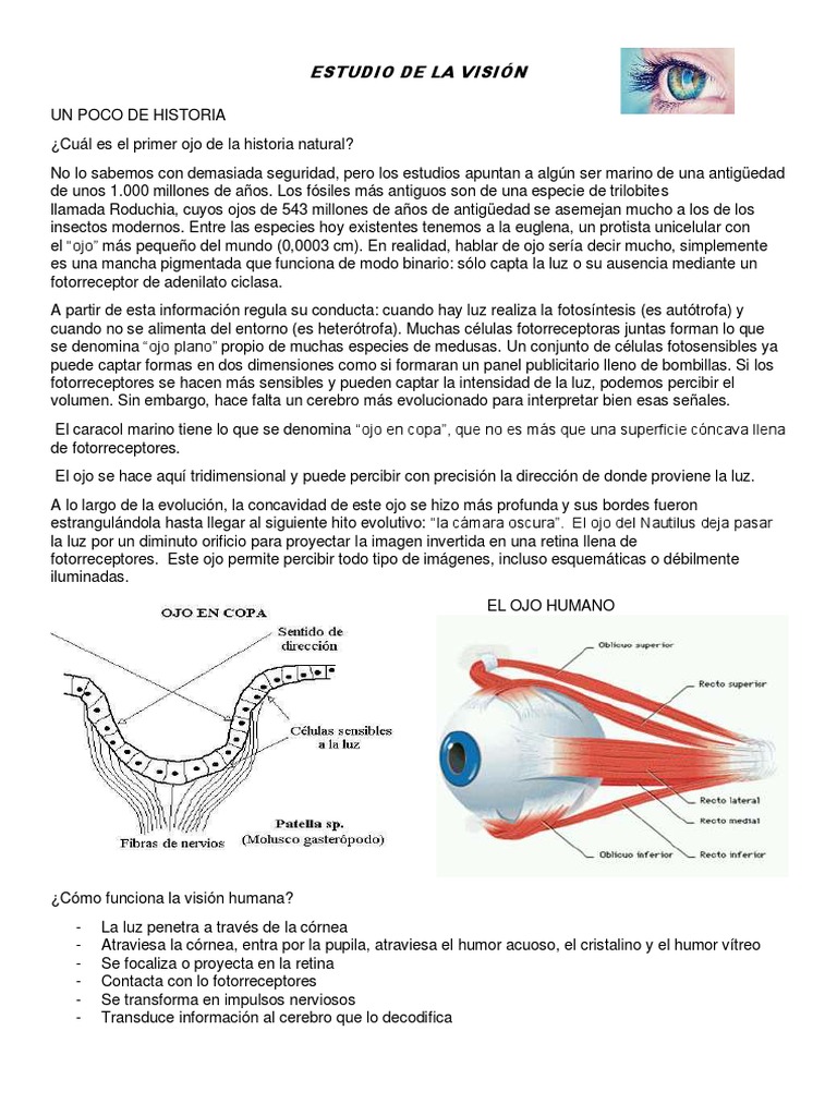 Evolución y Funcionamiento del Ojo Humano | PDF | Ojo humano ...