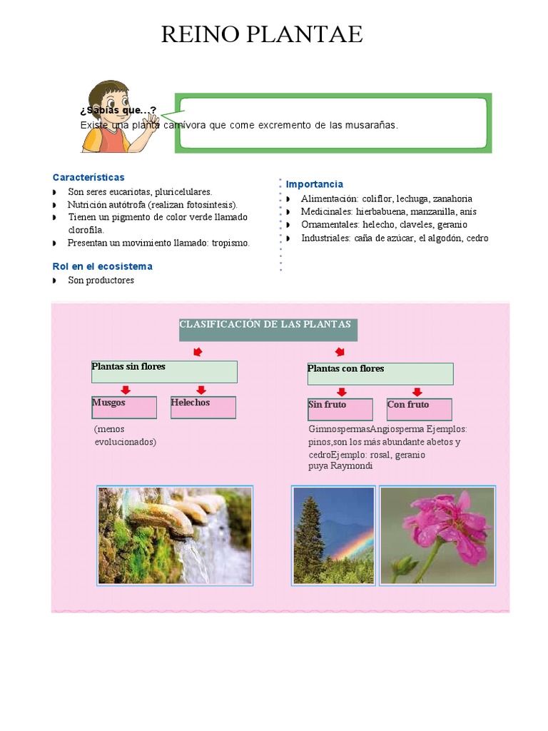 Reino Plantae 1 Sec | PDF
