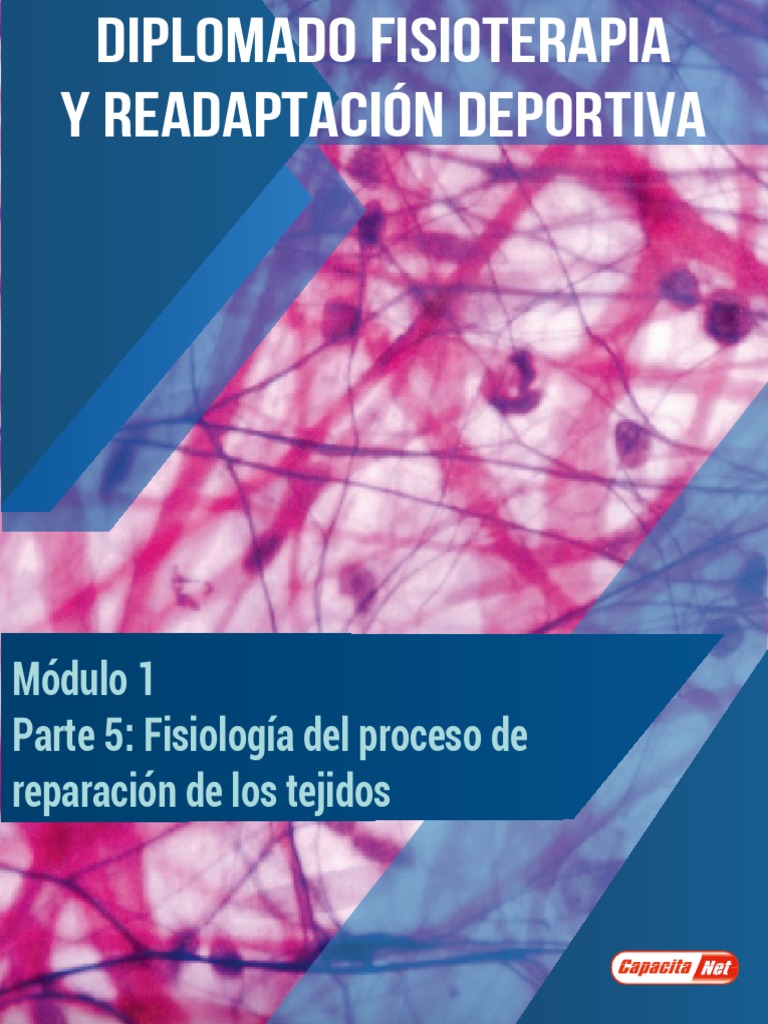 5 Fisiologia Del Proceso de Reparacion de Los Tejidos | PDF | Tendón ...