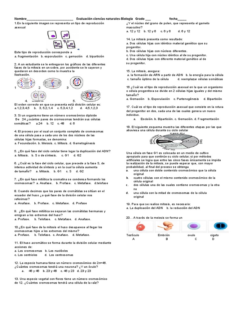Evaluación Ciclo Celular 2 | PDF