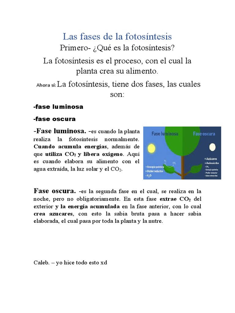 Las Fases de La Fotosíntesis | PDF