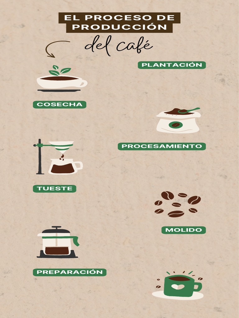 Infografía Proceso de Producción Del Café | PDF