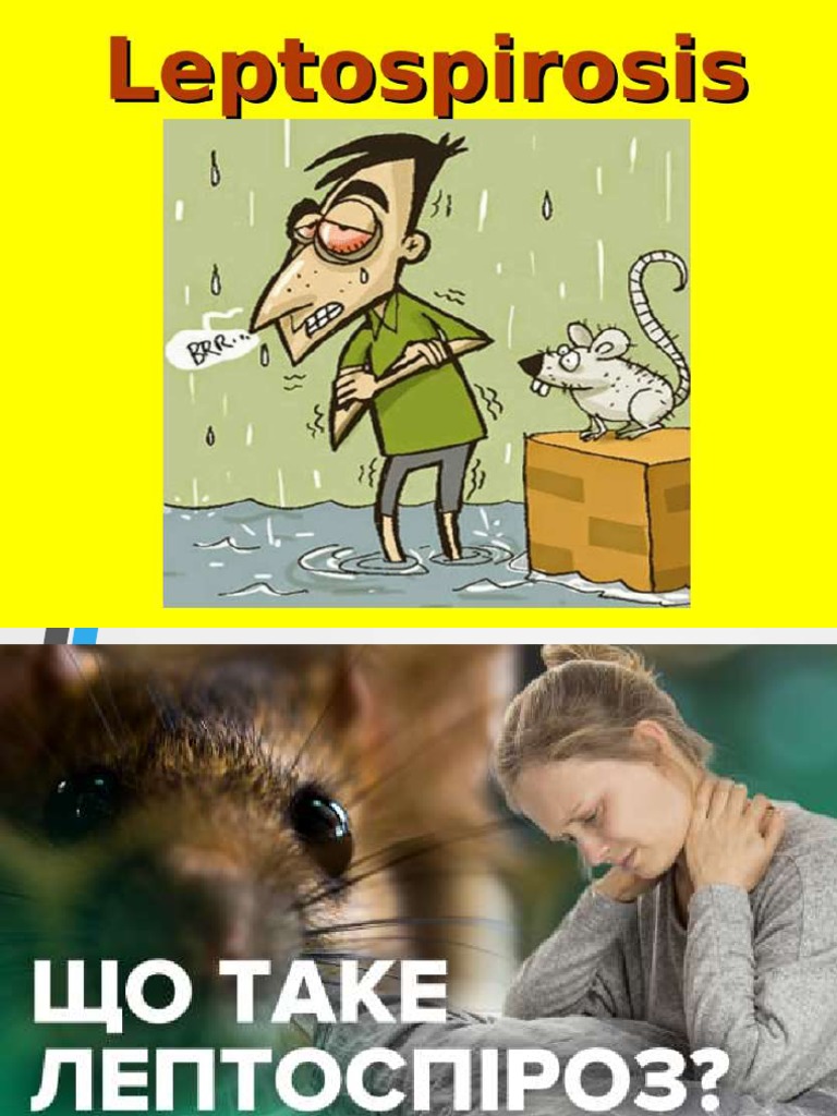 Leptospirosis | PDF