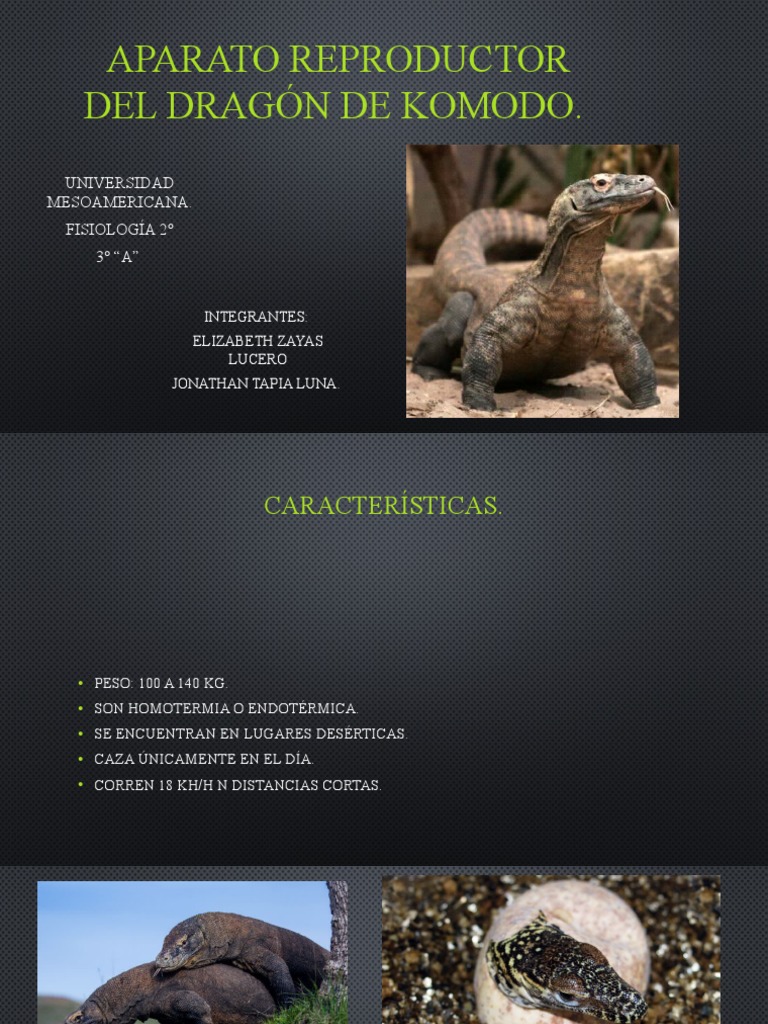 Aparato Reproductor Dragón de Komodo | PDF