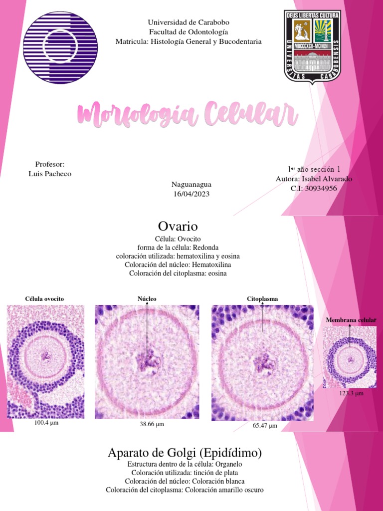 2da Tarea de Histologia. Morfologia Celular | PDF