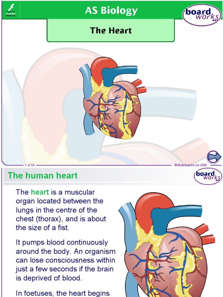 The Heart | PDF