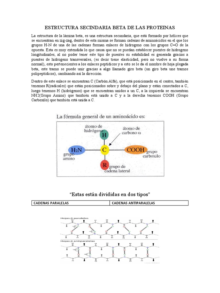 Bio Proteina | PDF | Hoja Beta | Péptido