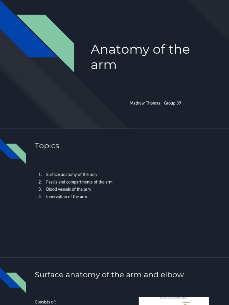 Anatomy of The Arm | PDF