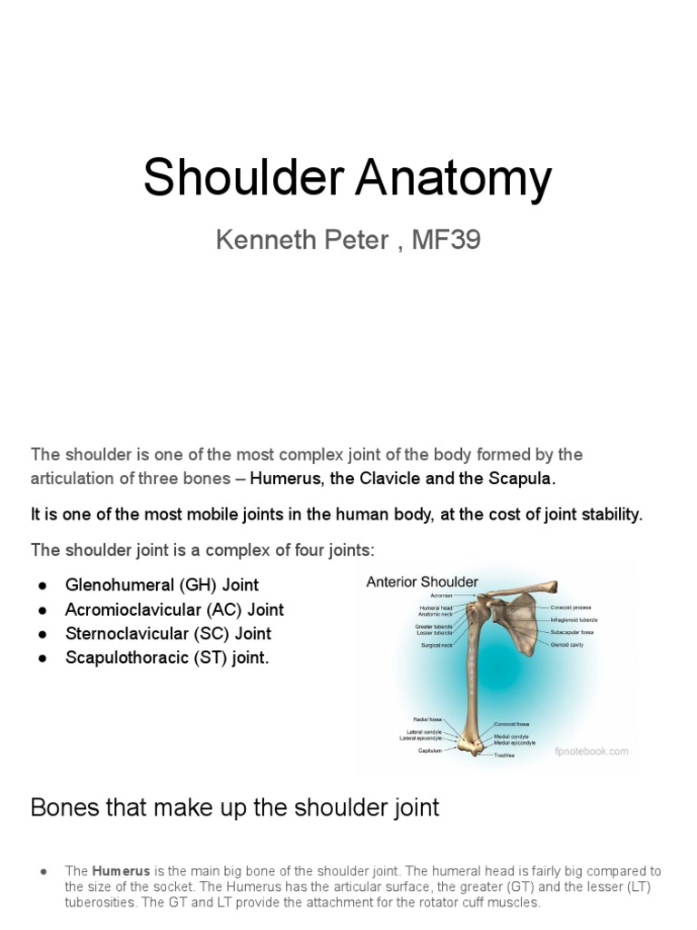 Shoulder Anatomy and Function Explained | PDF