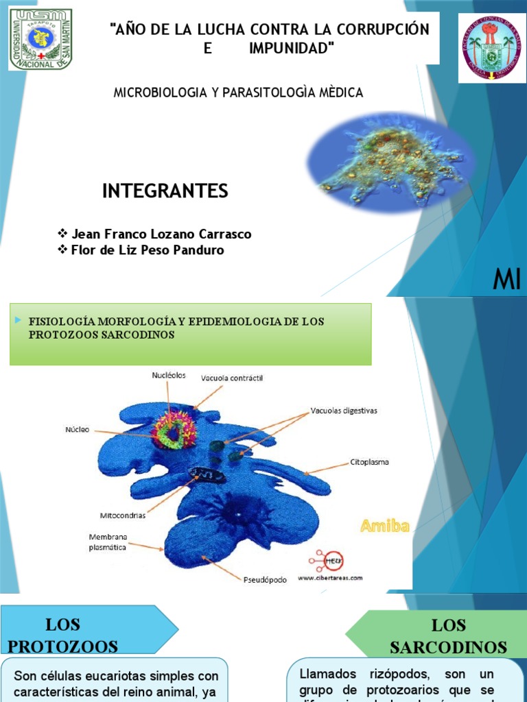Protozoos Sarcodinos G5 | PDF | Organismos | Biología