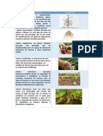 Raiz Axonomorfa | PDF | Raíz | Tallo de la planta