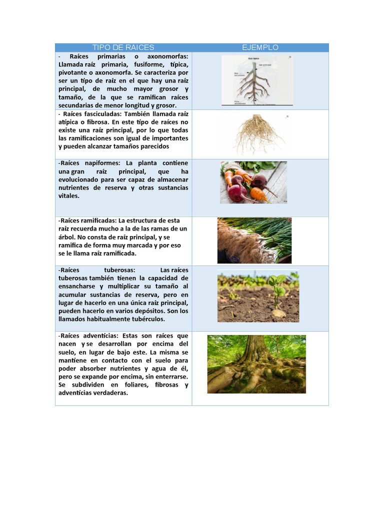 Tipos de raíces y ejemplos prácticos | PDF