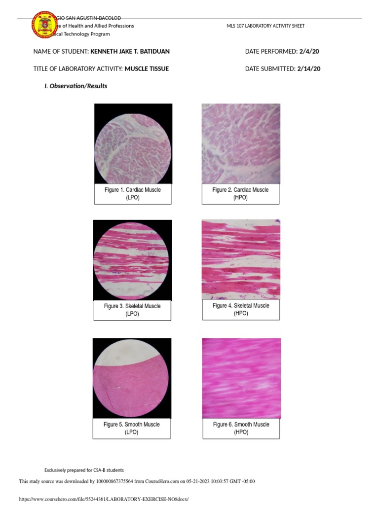 Laboratory Exercise No.8 | PDF | Skeletal Muscle | Cardiac Muscle
