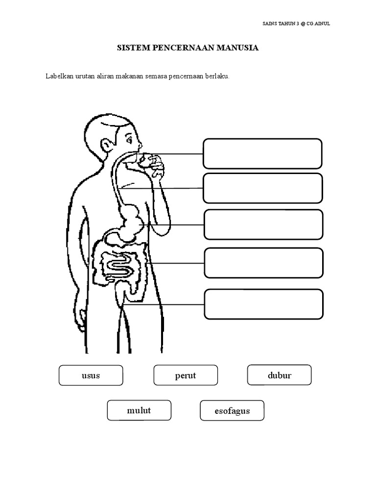 Label Sistem Pencernaan Sains Tahun 3 | PDF