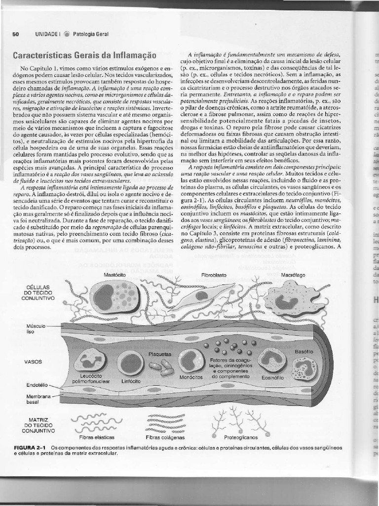 Capitulo-2-Inflamacao-aguda-e-cronica-Patologia Robbins | PDF