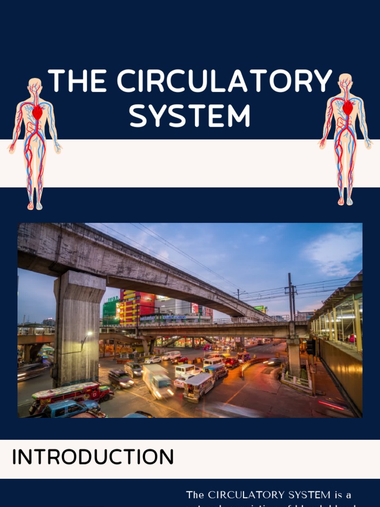 Circulatory System | PDF | Heart Valve | Ventricle (Heart)