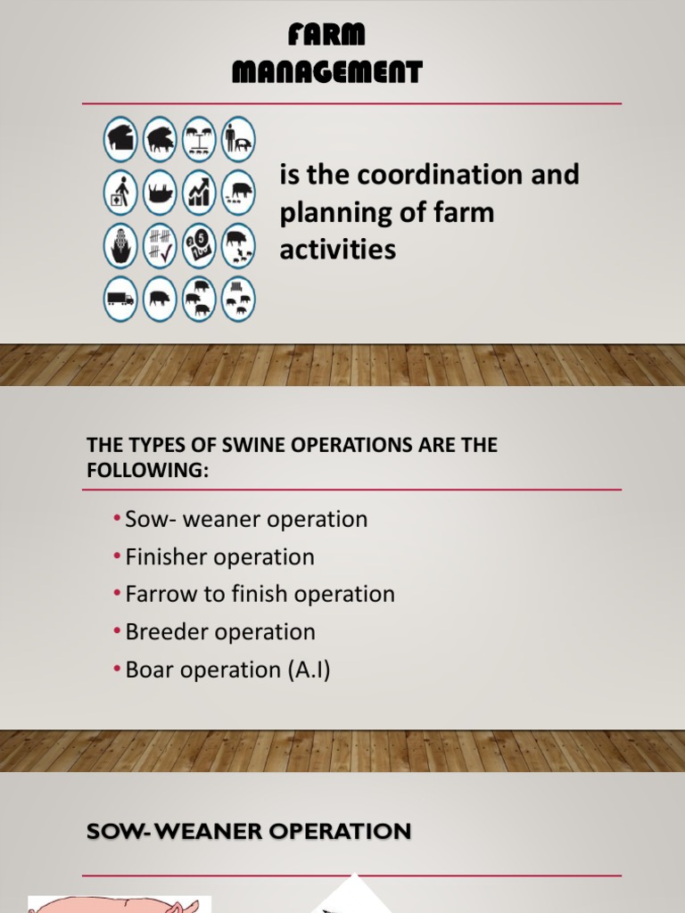 Swine Farm Management and Boar Care Guide | PDF | Testicle | Pig