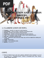 Breeds, Varieties and Strains of Poultry | PDF | Chicken | Poultry