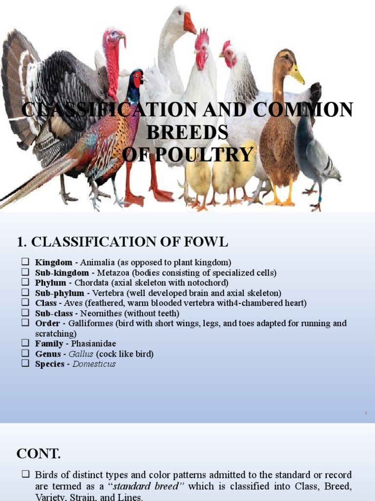 Poultry Classification and Breeds Overview | PDF | Chicken | Birds