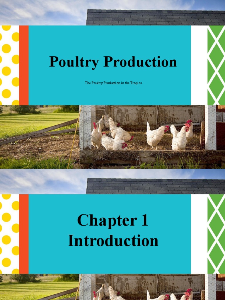 Poultry Production - Introduction | PDF | Chicken | Poultry