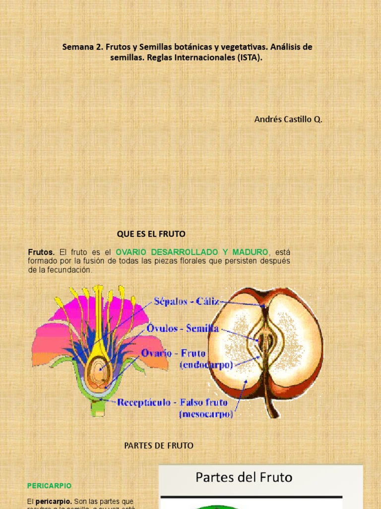 SEMANA 2, FRUTOS Y SEMILLAS, ANALISIS (Autoguardado) | PDF