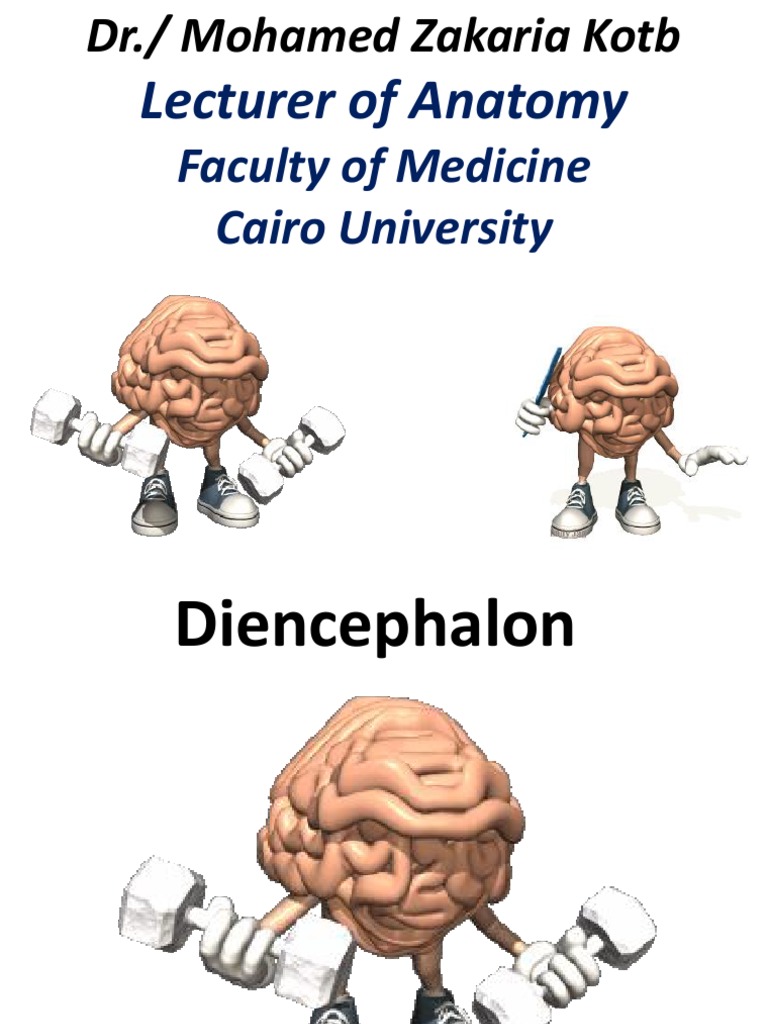 Diencephalon Pdf