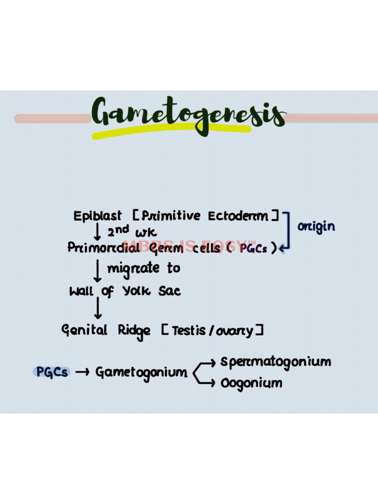 General Embryology Notes | PDF