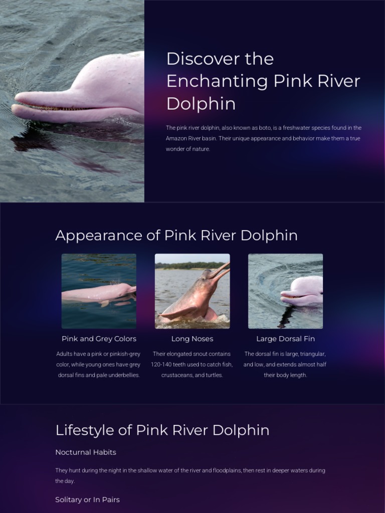 Pink River Dolphin | PDF